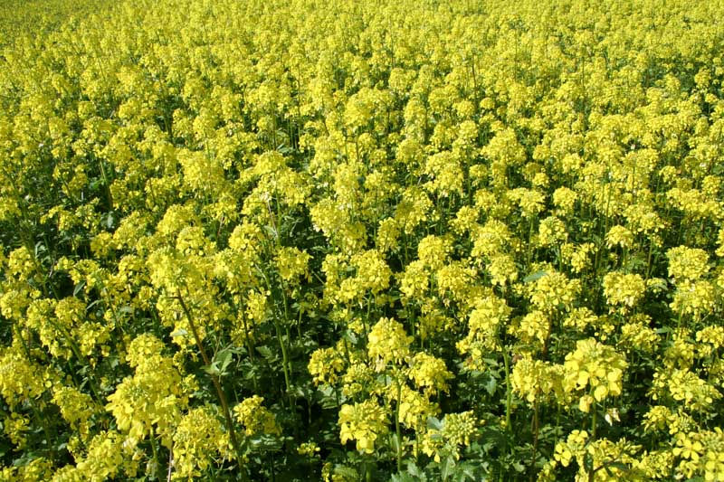 Siyah Hardal Tohumu | ISO 22000 & HACCP | KADIOĞLU BAHARAT A.Ş.